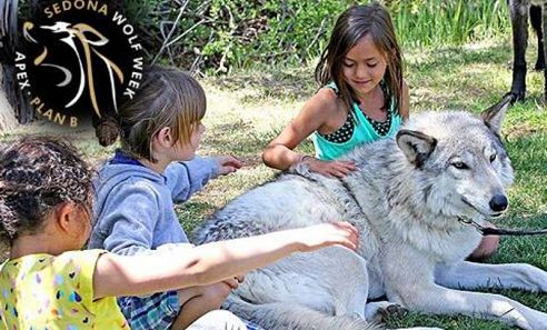 5TH Annual Sedona Wolf Week Nov 10-14th - Visit Sedona Blog