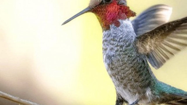 Sedona Hummingbird Festival - Visit Sedona